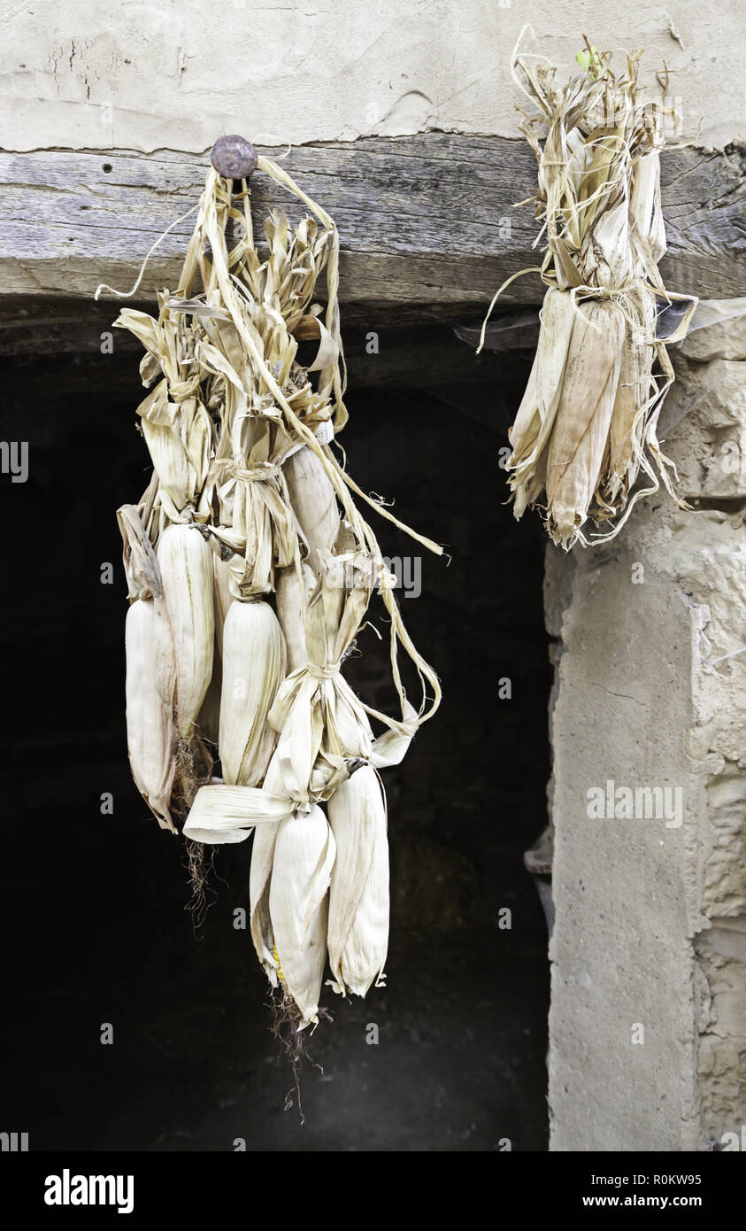Corn drying outdoors, detail of a grain drying outside, food healthy ...