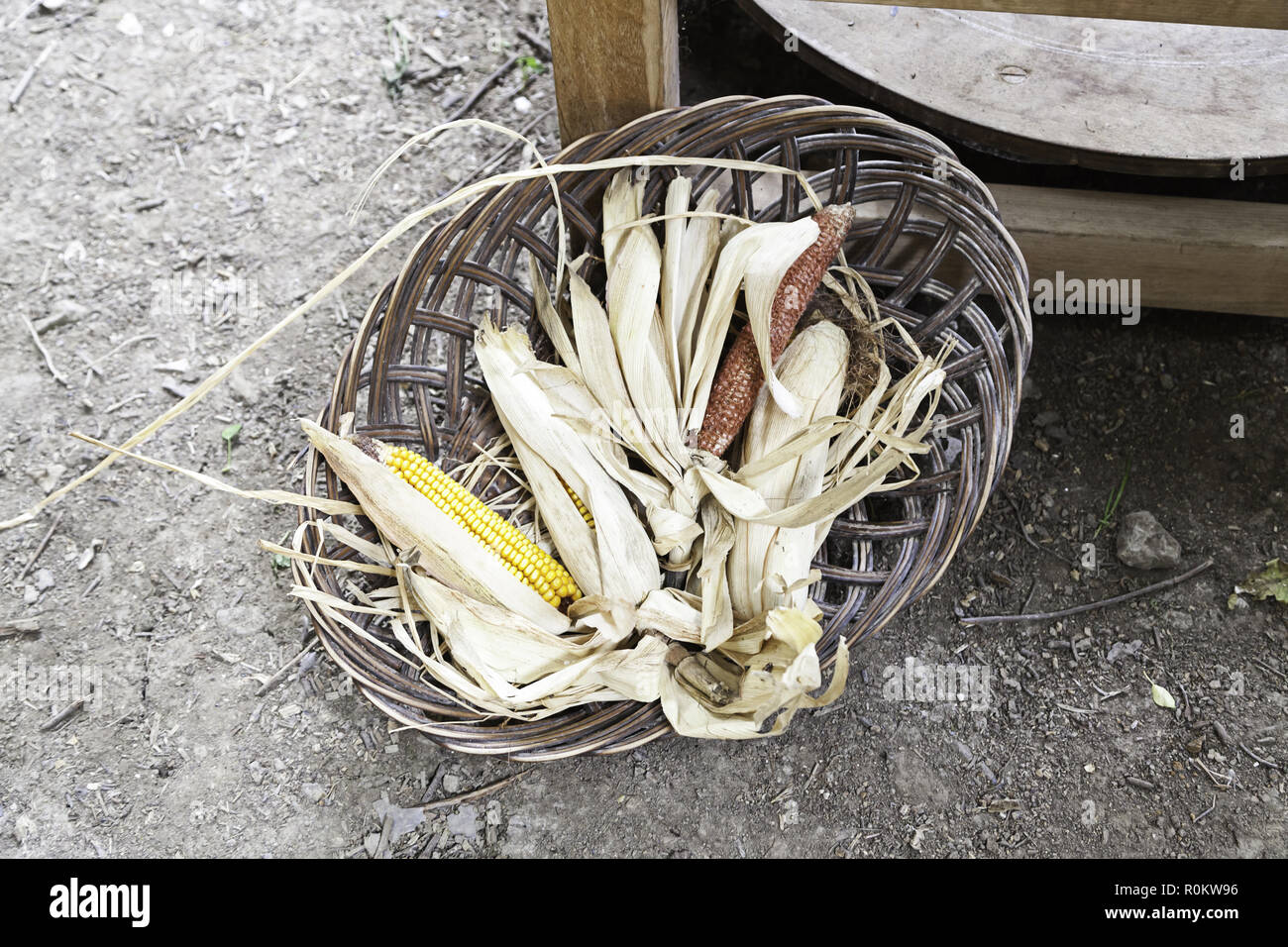 Corn drying outdoors, detail of a grain drying outside, food healthy ...