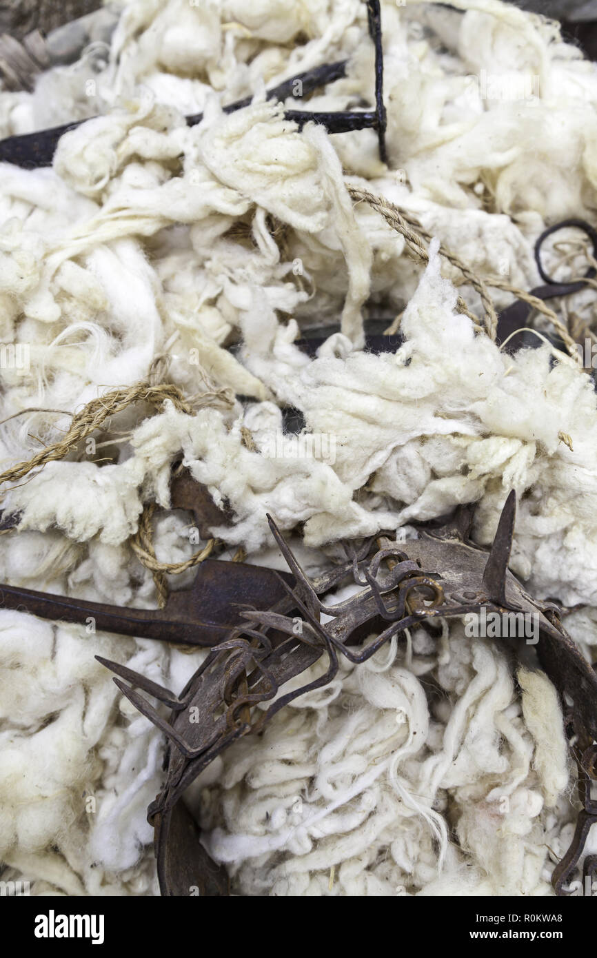 Lana and instruments for wool, sheep wool detail corada and ready for ...