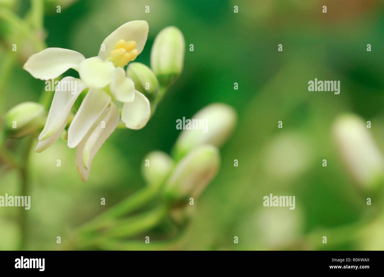 Medicinal moringa flower in green nature Stock Photo - Alamy