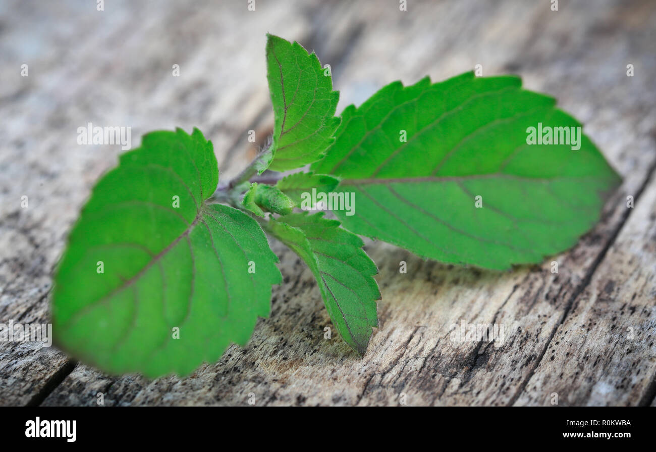 Tulsi leaves hi-res stock photography and images - Alamy