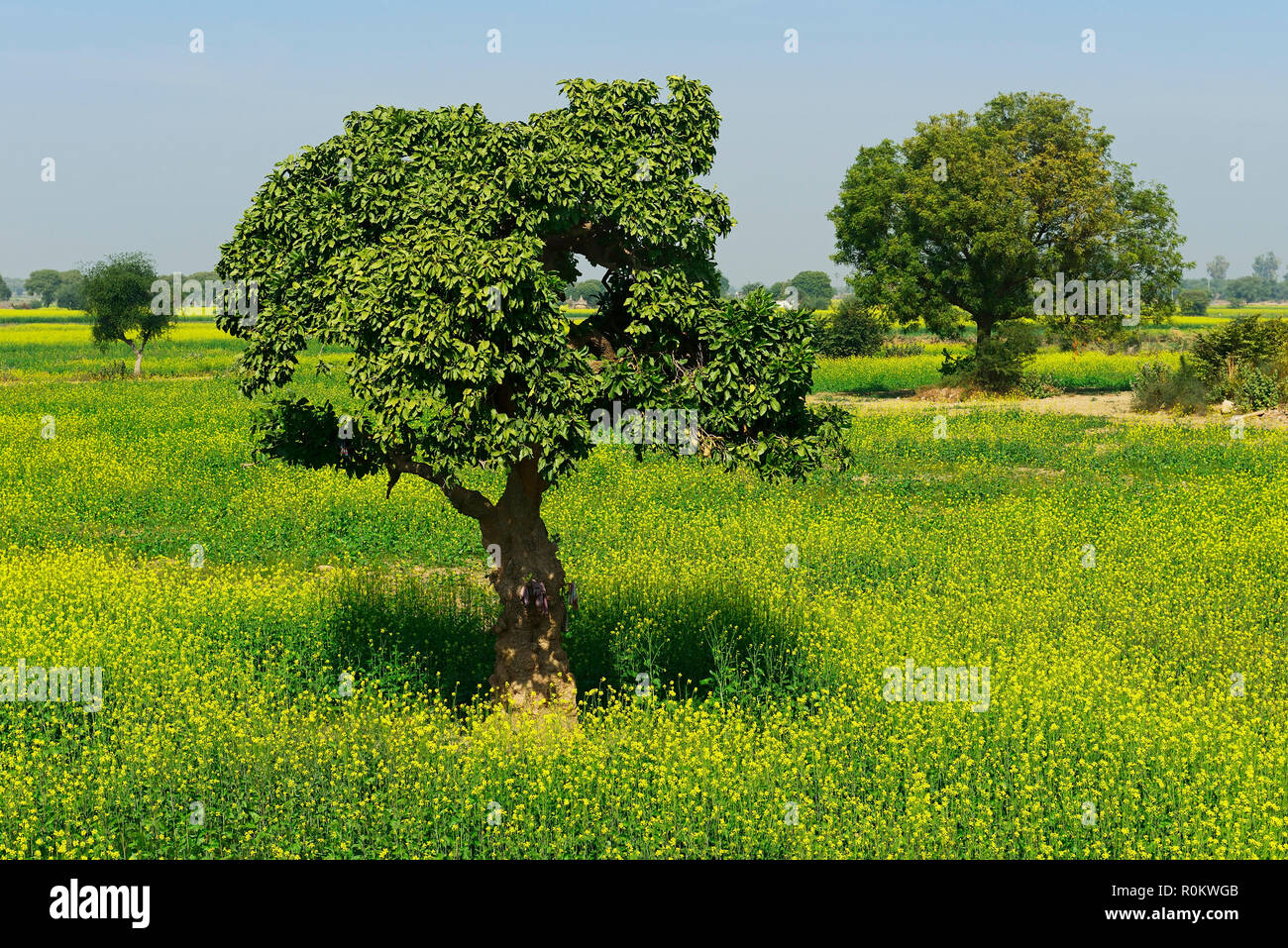 White mustard (Sinapis alba) blooms, Uttar Pradesh, Agra, India Stock ...
