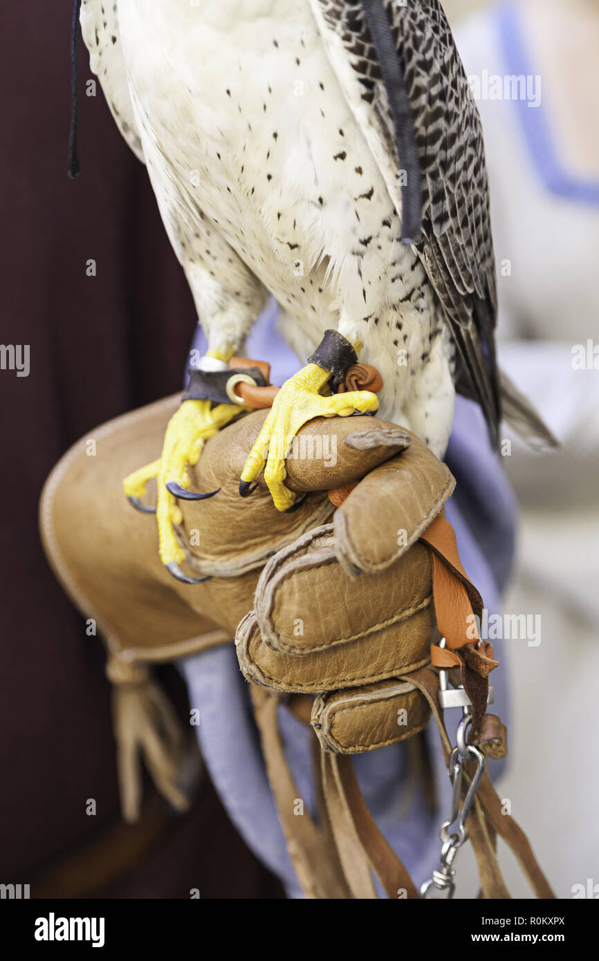 Falcon falconry, detail of a trained raptor aver, animal dangerous ...