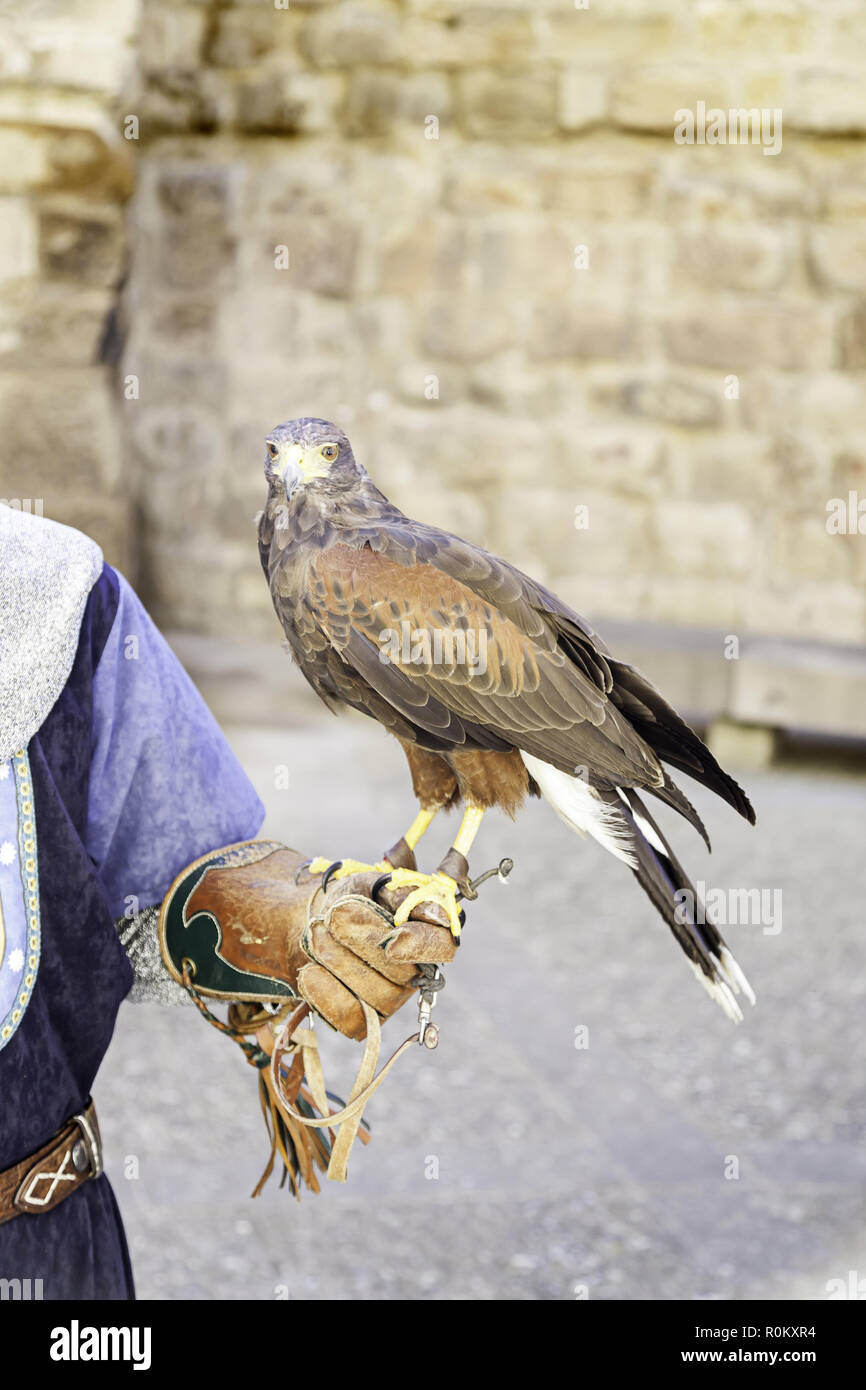 Eagle tamed, detail from a wild raptor trained for shows Stock Photo ...