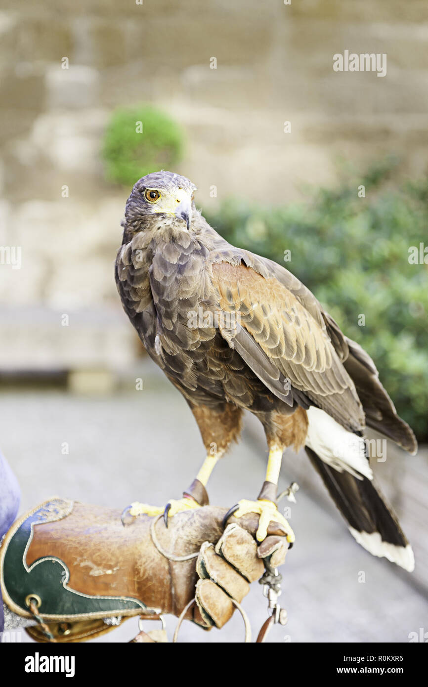 Tamed wing hi-res stock photography and images - Alamy