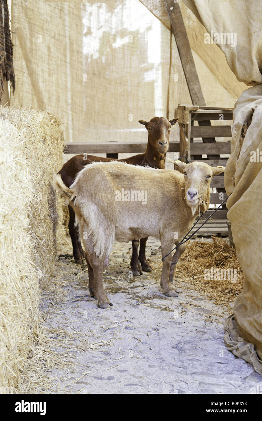 Domestic goats detail about farm animals in an exhibition Stock Photo ...