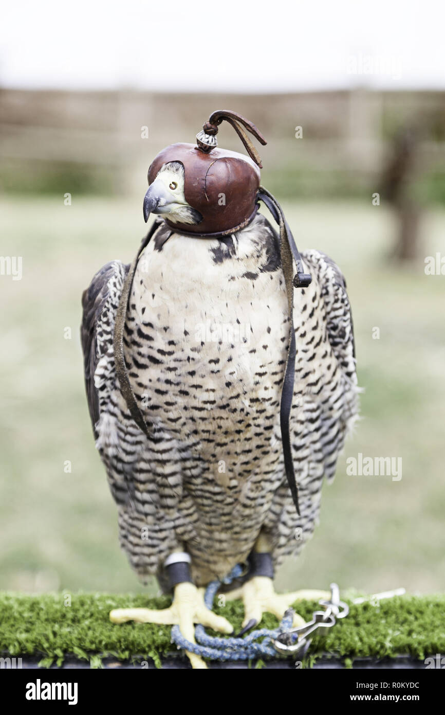 Halcon falconry, detail of a bird of prey, dangerous animals, falconry ...