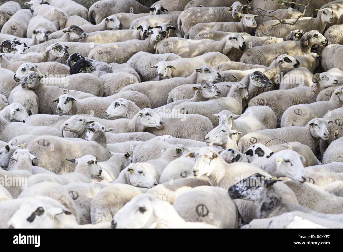 Flock of sheep farm detail of mammals on a farm animal, animal to give ...
