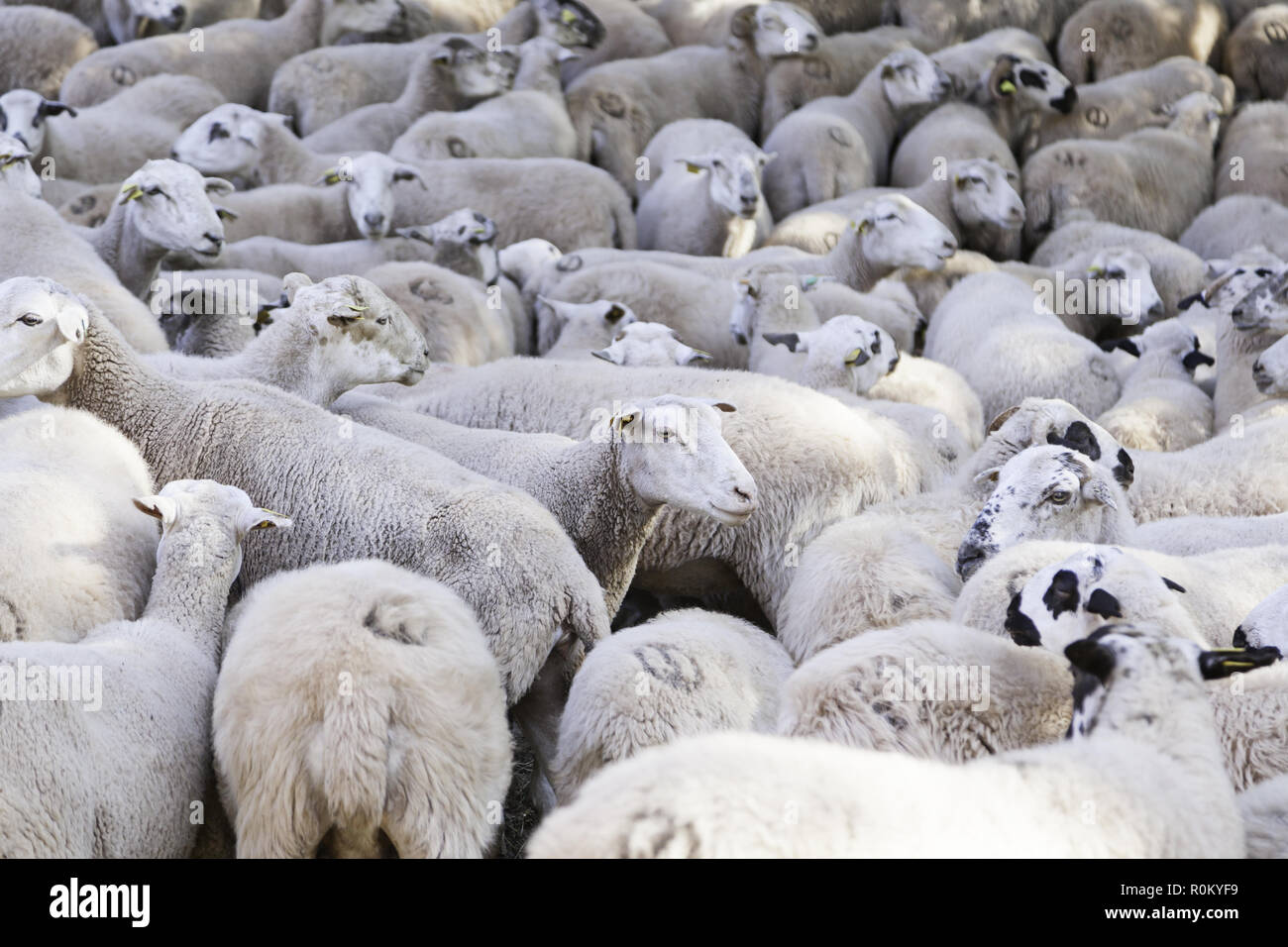 Flock of sheep farm detail of mammals on a farm animal, animal to give ...