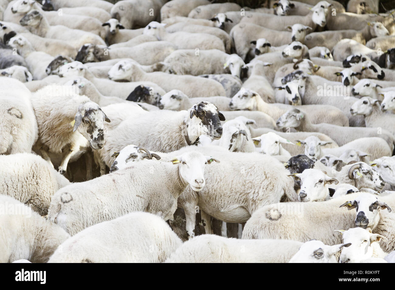 Flock of sheep on the farm, detail of the livestock industry, animal ...