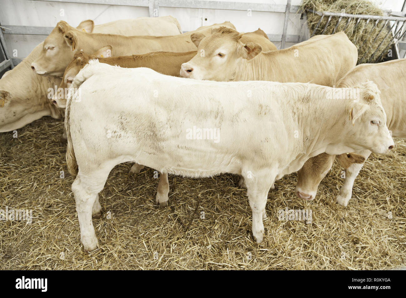 Cows on the farm detail about animals on a farm in Spain, exposure of ...