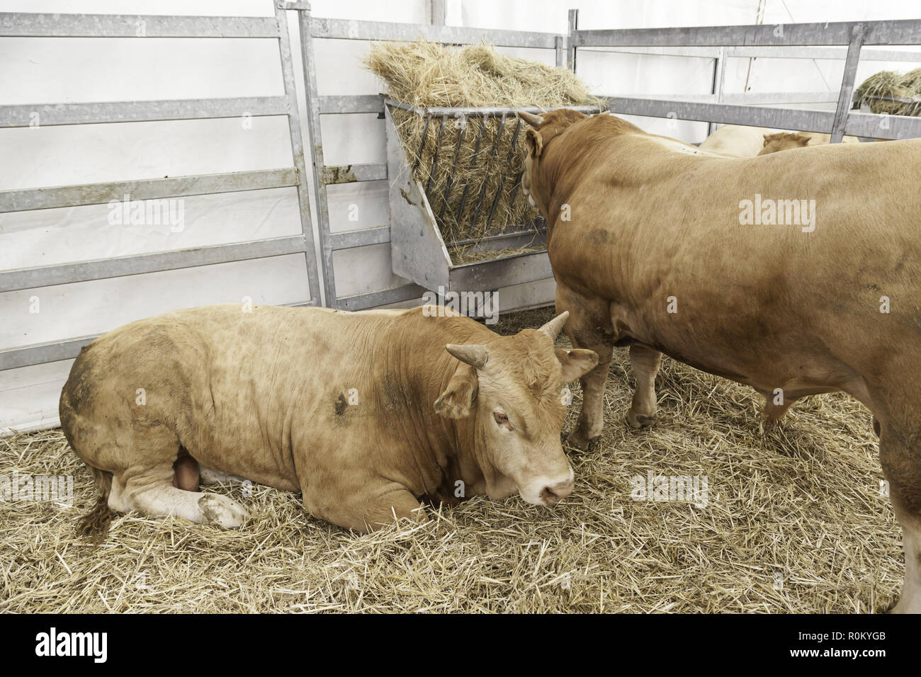 Cows on the farm detail about animals on a farm in Spain, exposure of ...