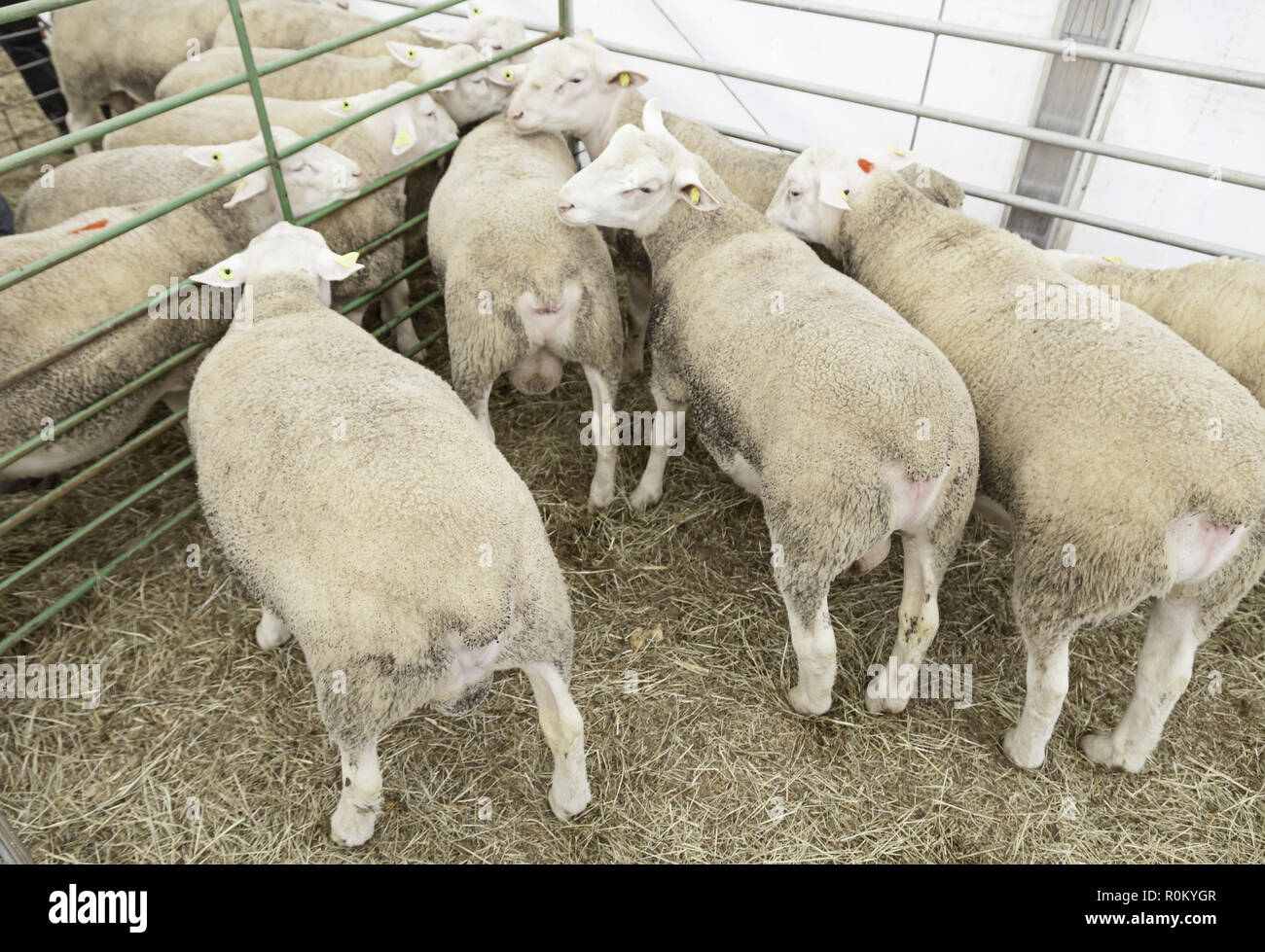 Sheep farm in captivity, detail of some animals to produce wool and ...