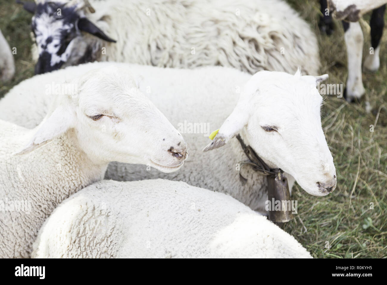 Sheep for milk, farm animals to produce milk, wool mammals Stock Photo ...