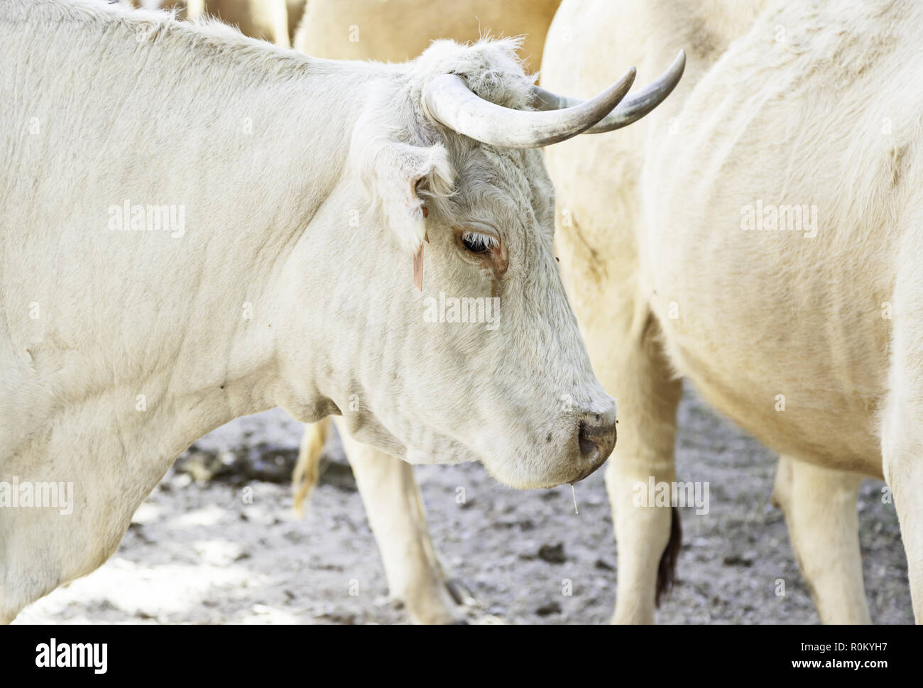 Cows on a farmyard, detail of some mammals on a farm in Spain, animal ...