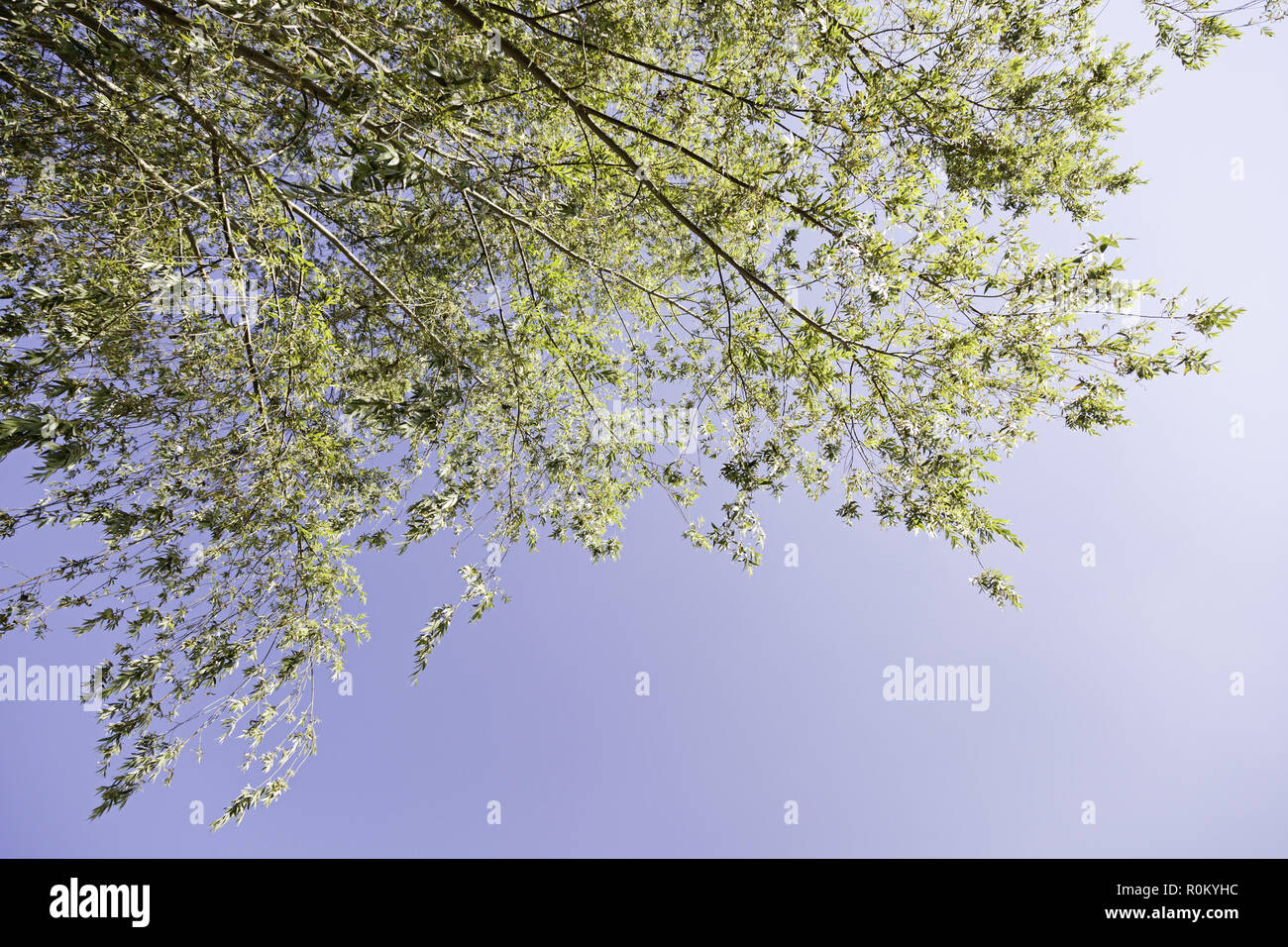 tree Sun, detail of some branches of a tree overlooking the sun, big ...