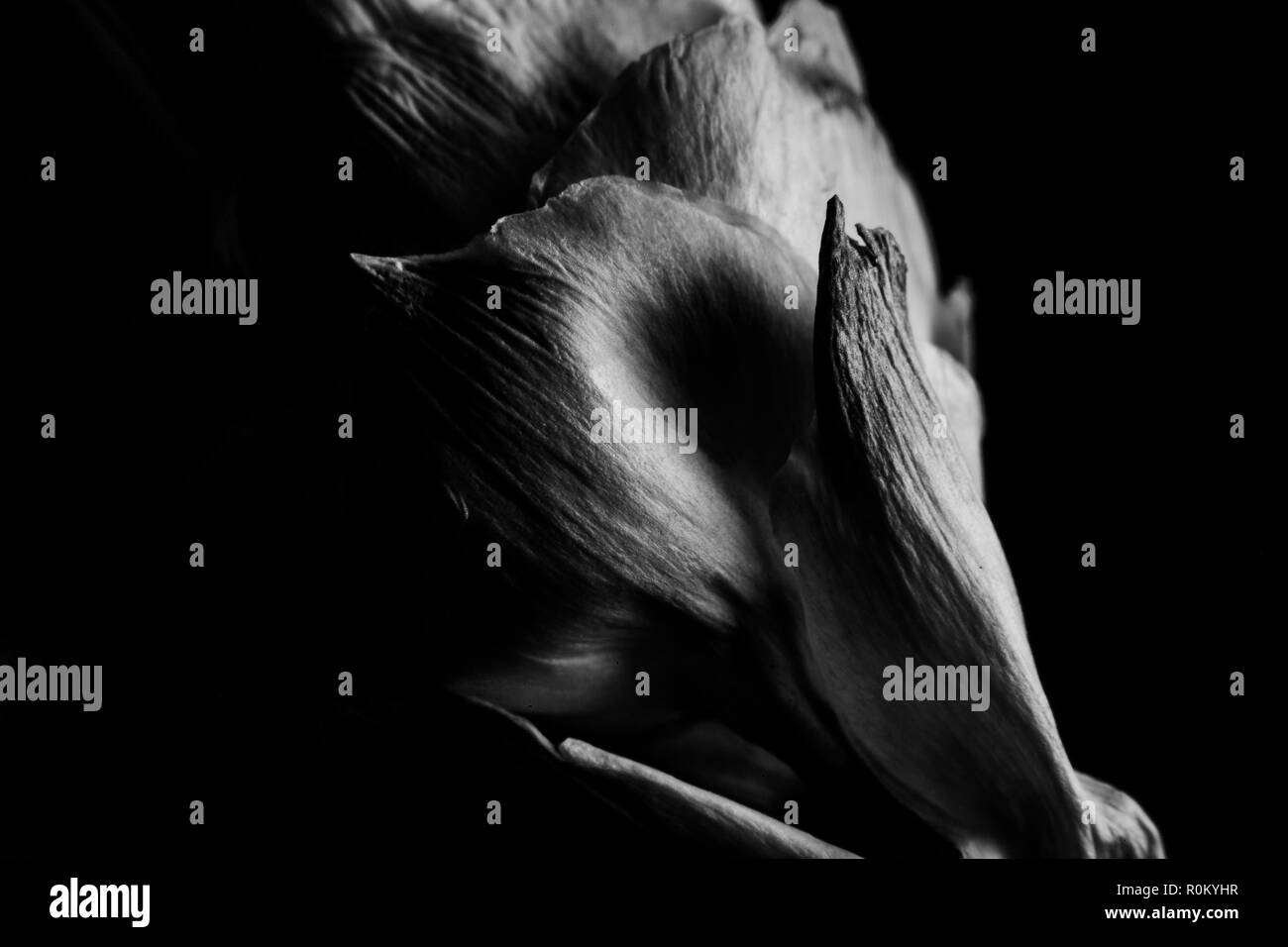 Black and white photograph of natural texture; close up photograph ...