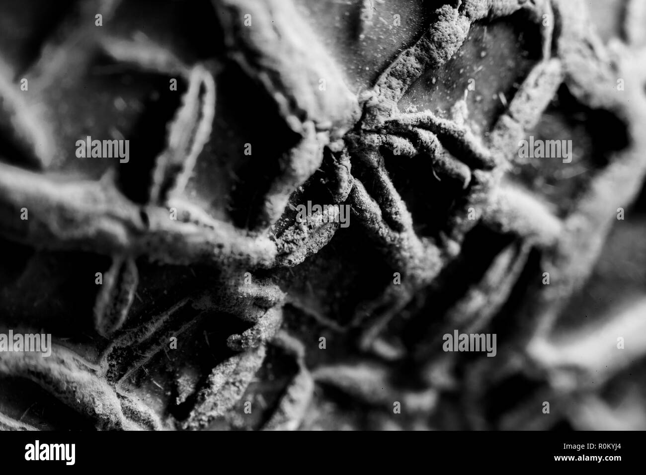 Black and white photograph of natural texture; close up photograph ...