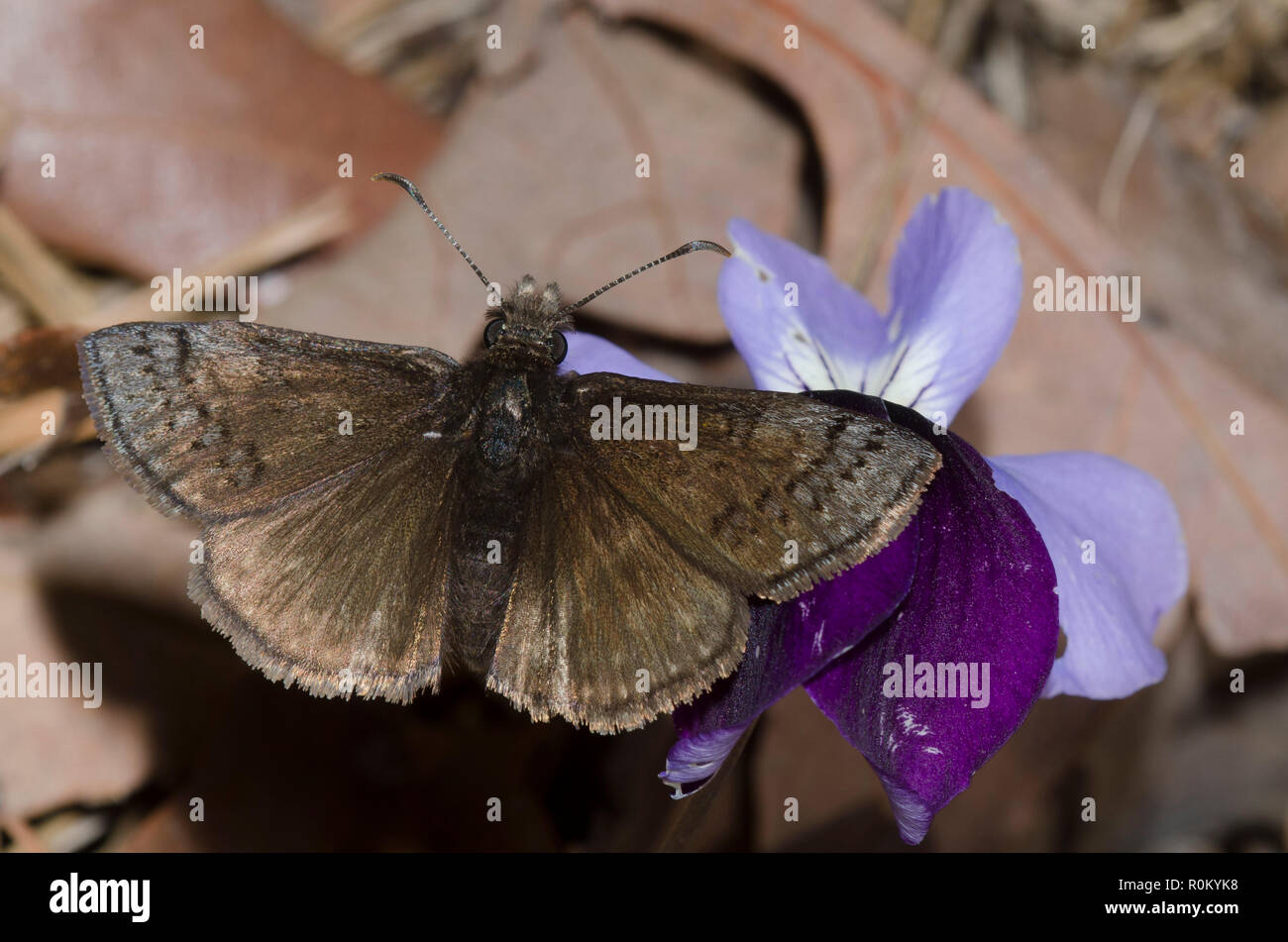 Sleepy Duskywing, Erynnis brizo, male nectaring on Bird's-foot Violet ...