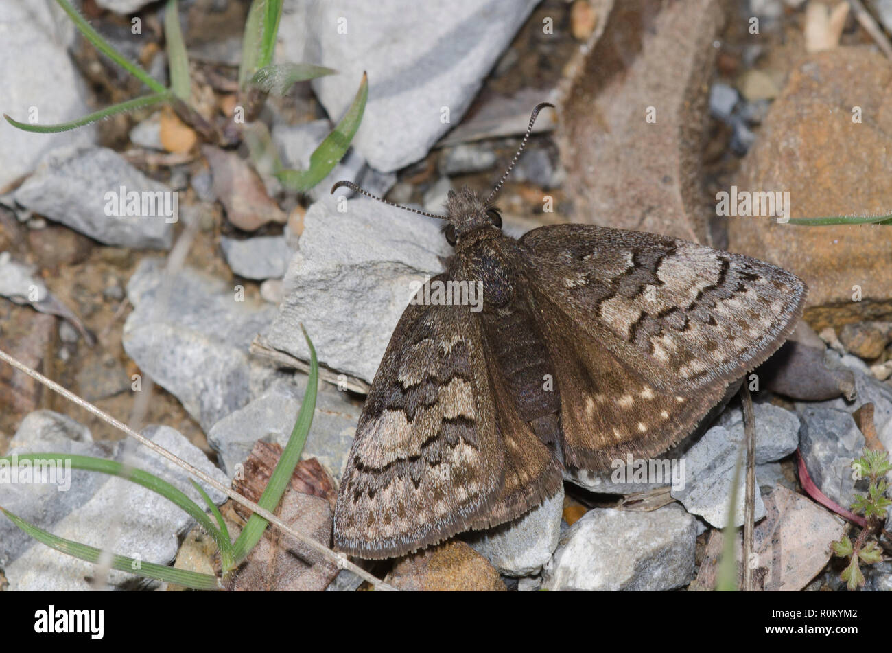 Sleepy Duskywing, Erynnis brizo, female Stock Photo - Alamy