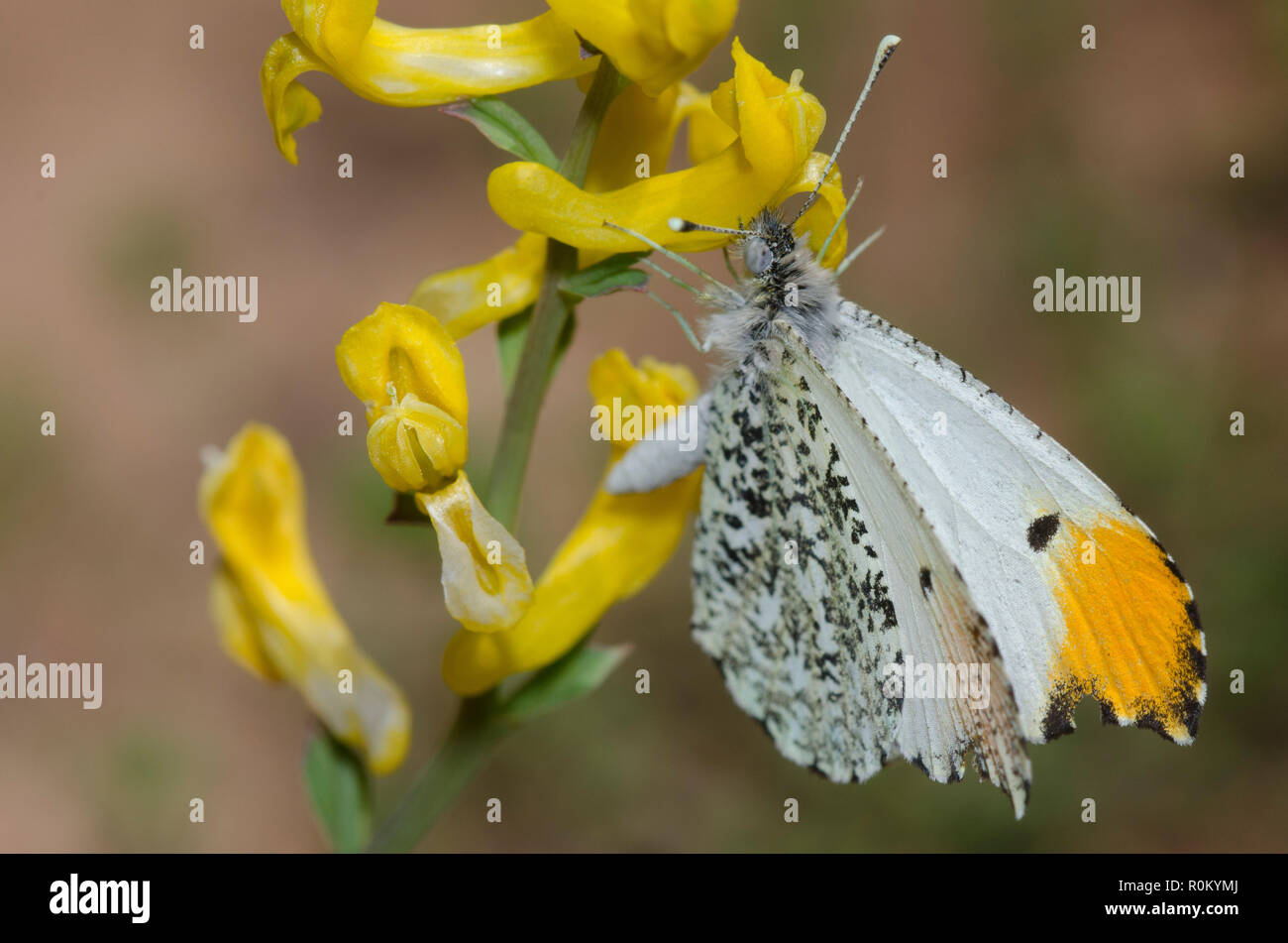 Falcate Orangetip Butterfly