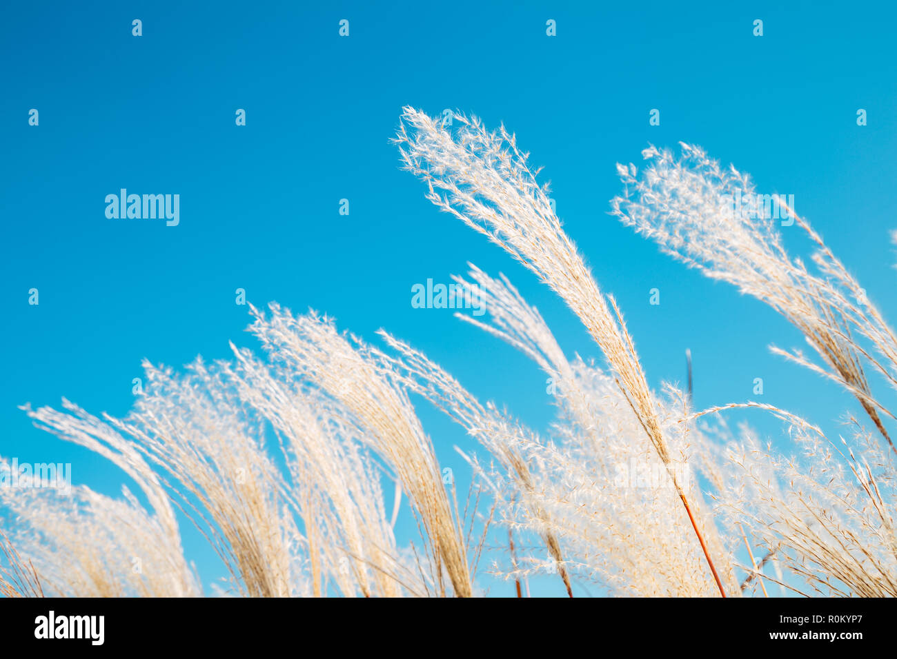 Reed field blowing in wind hi-res stock photography and images - Alamy