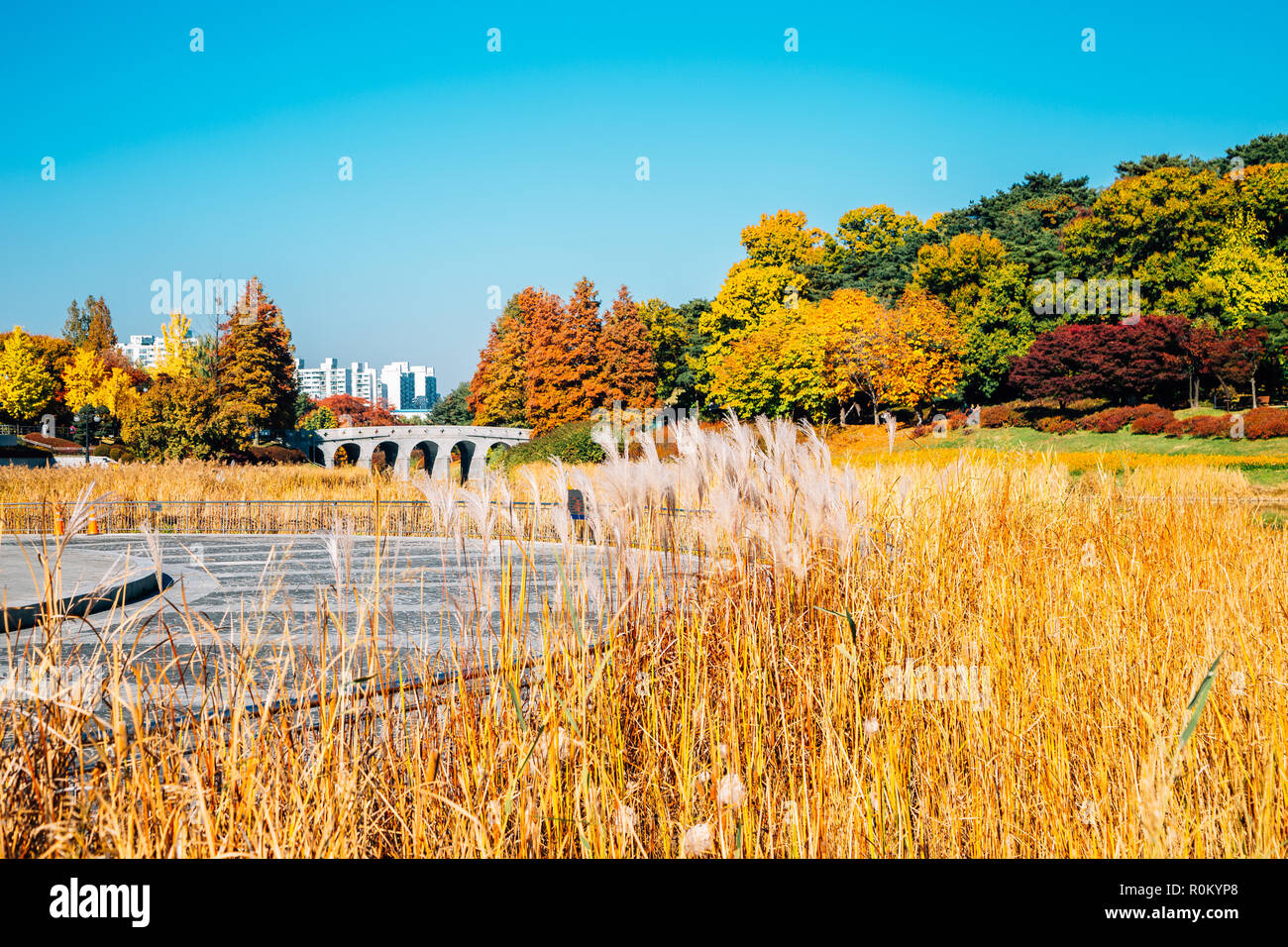 Olympic park, autumn maple and reed field in Seoul, Korea Stock Photo ...