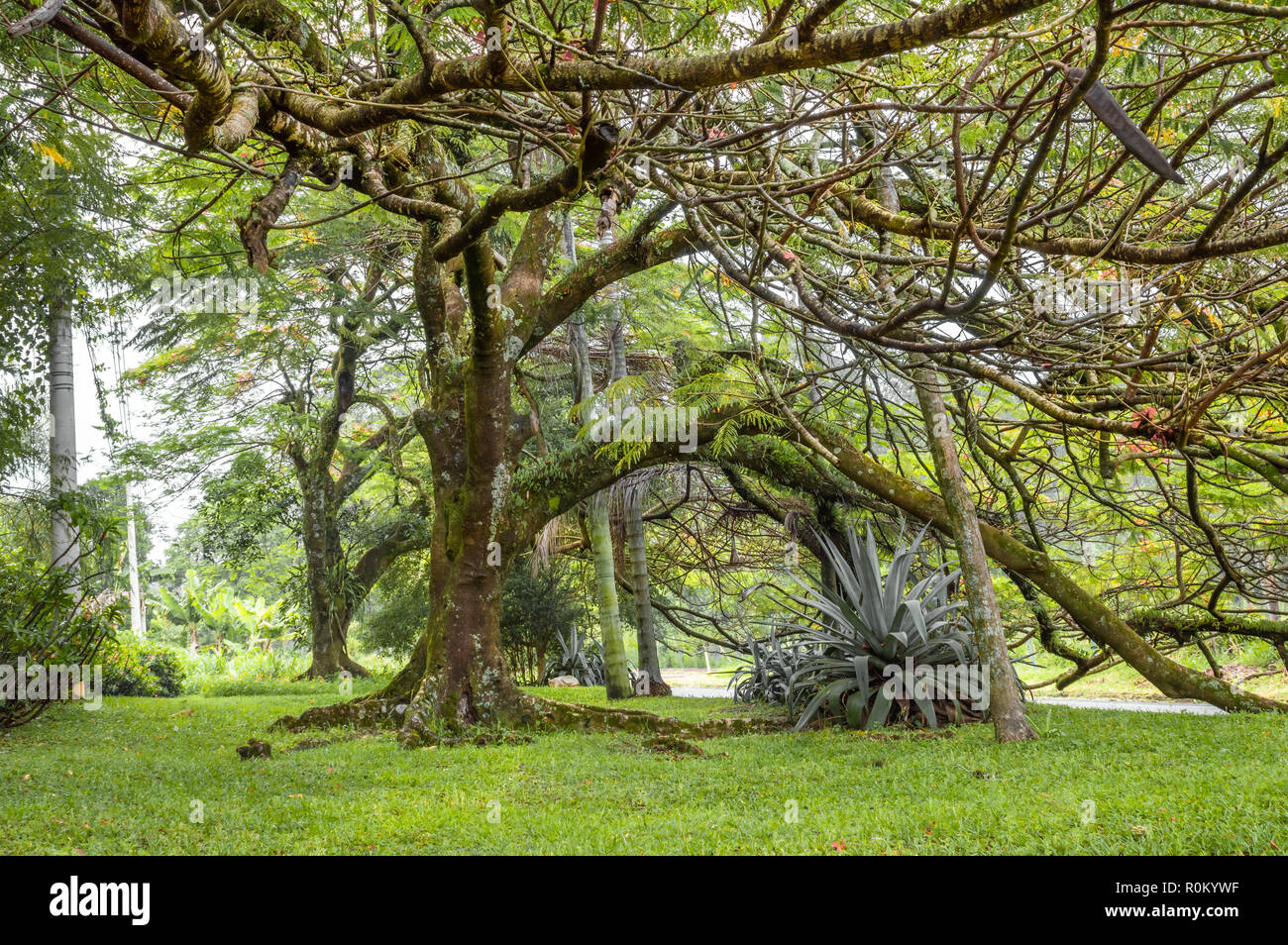 Tree with many branches in a garden Stock Photo - Alamy