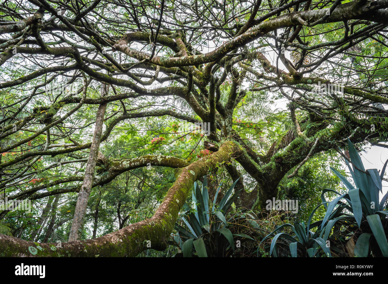 Big tree and branches Stock Photo - Alamy