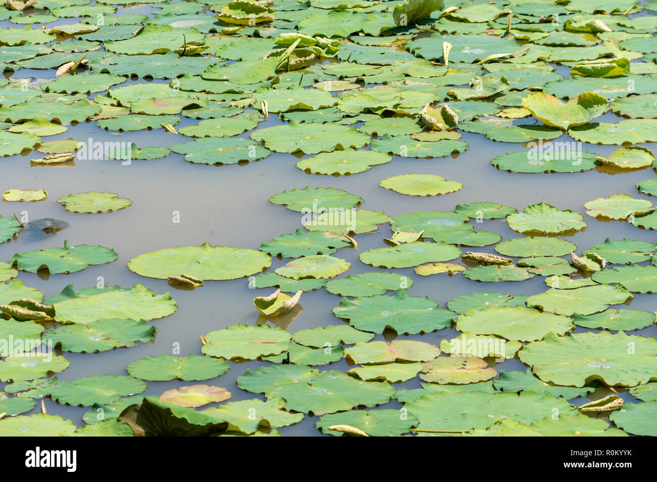 Water surface green leaves leaves hi-res stock photography and images ...