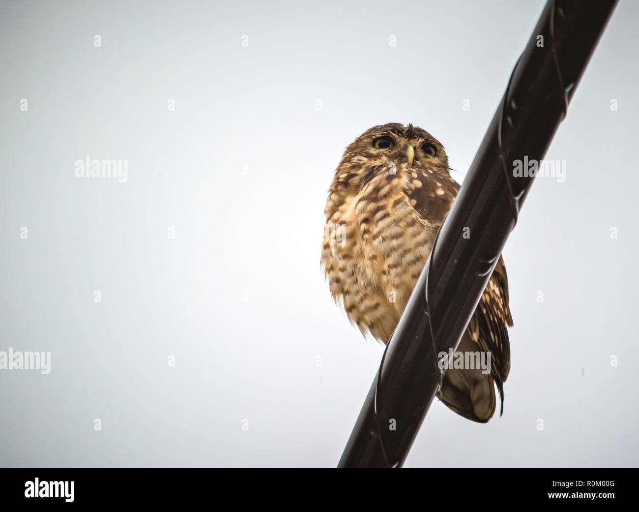 Feathers perching hi-res stock photography and images - Alamy