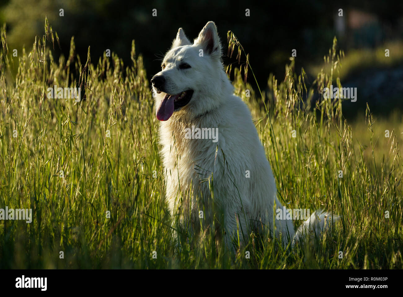 Berger blanc hi-res stock photography and images - Alamy