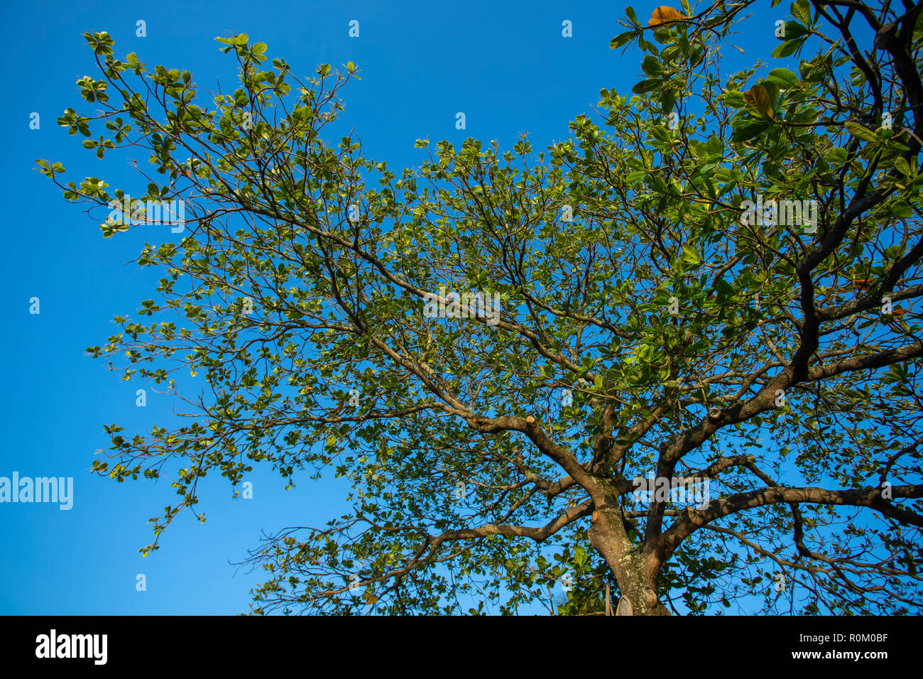 Tree view from below. Almond, Terminalia catappa. Bengal almond tree ...