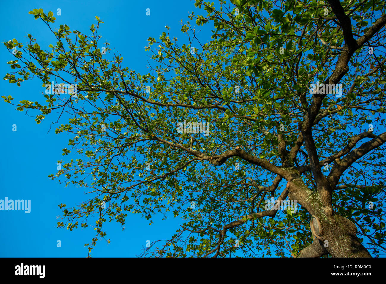 Tree view from below. Almond, Terminalia catappa. Bengal almond tree ...