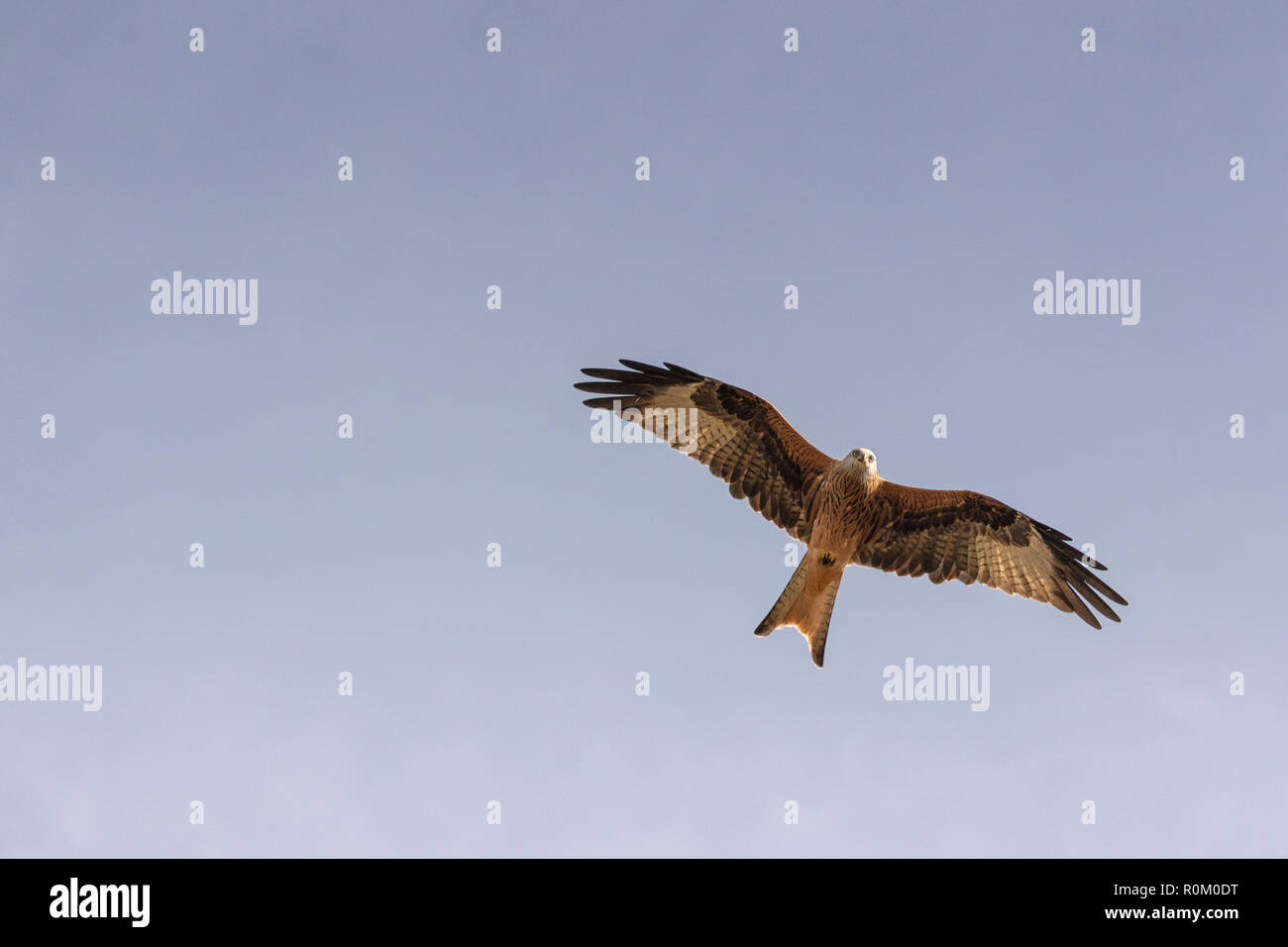 Redkites hi-res stock photography and images - Alamy