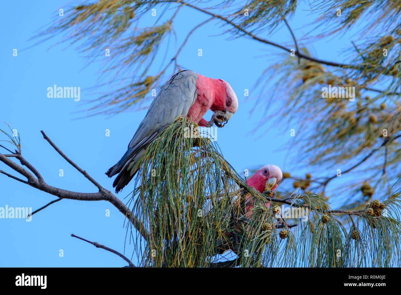 Galahs hi-res stock photography and images - Alamy