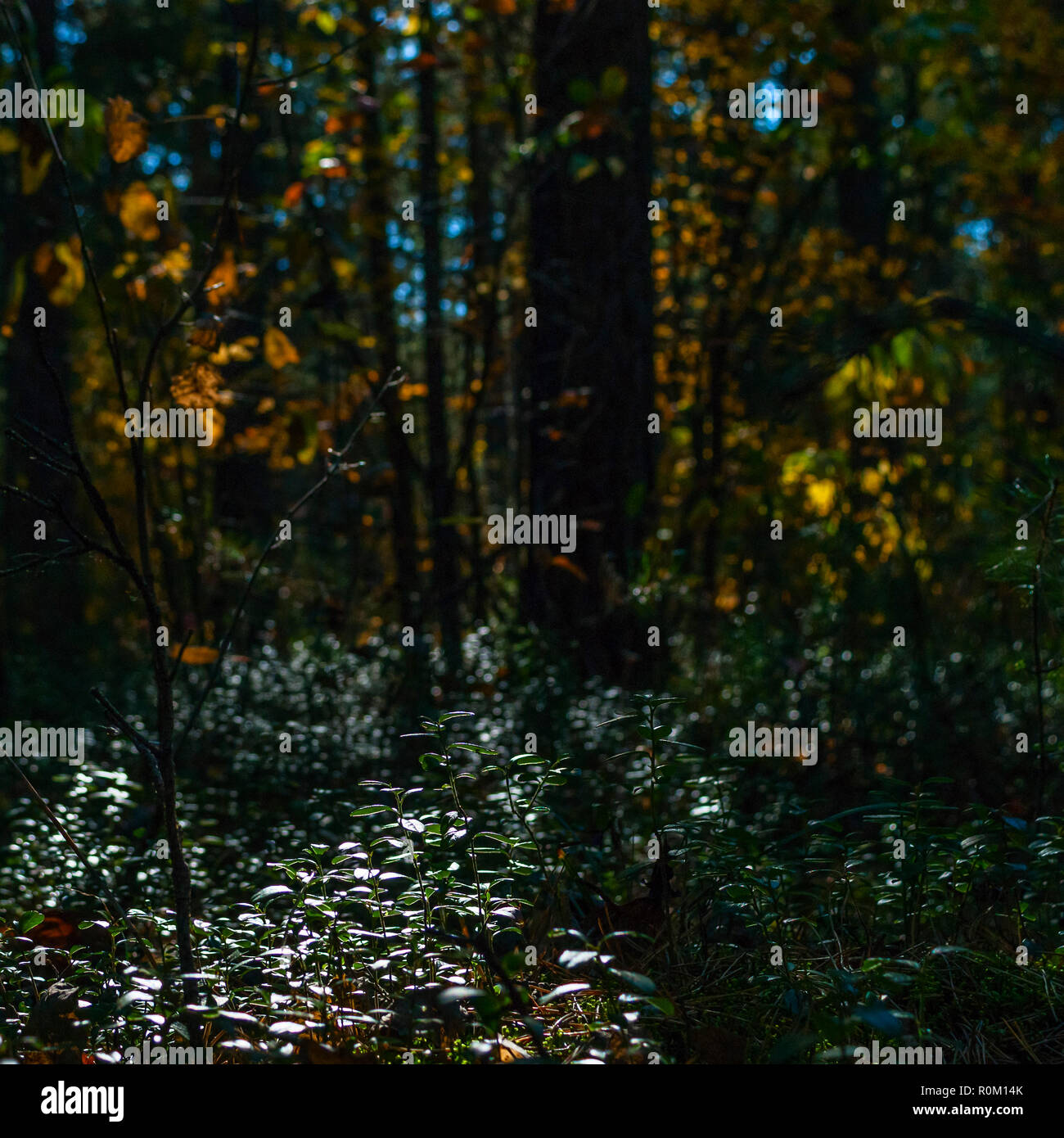 Lingering colors hi-res stock photography and images - Alamy