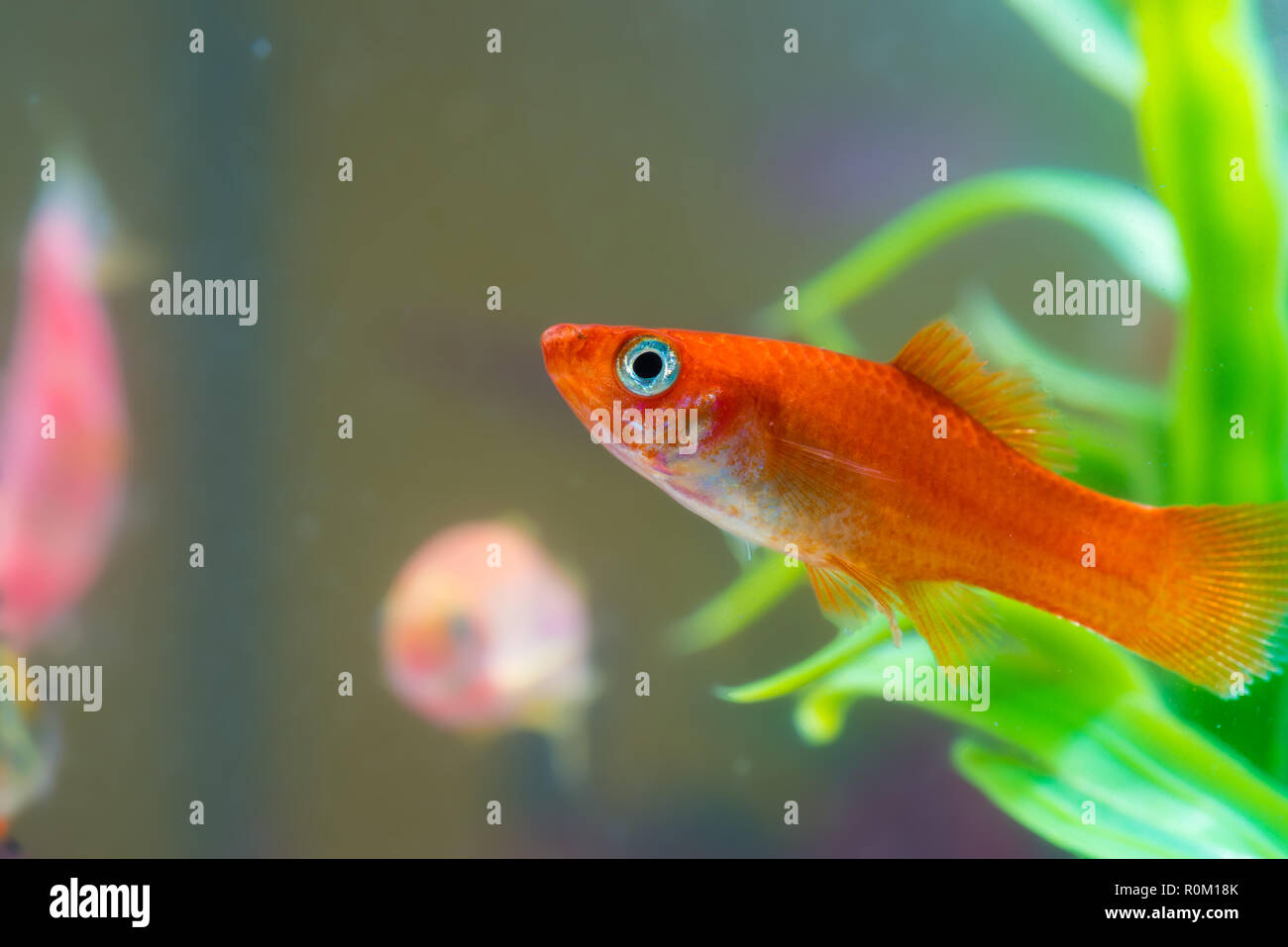 Little red fish with green plant in fish tank or aquarium underwater ...