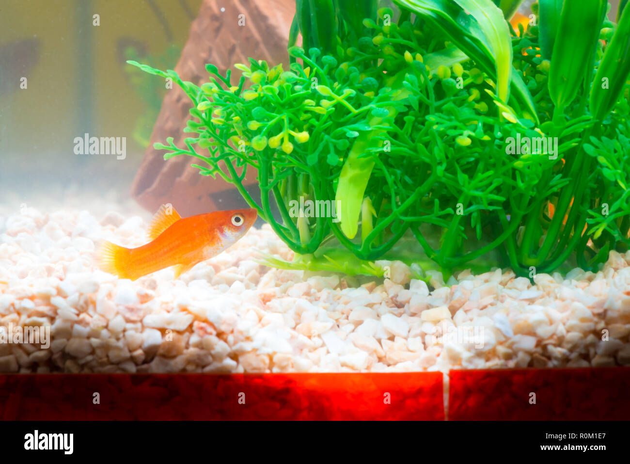 Little red fish with green plant in fish tank or aquarium underwater ...