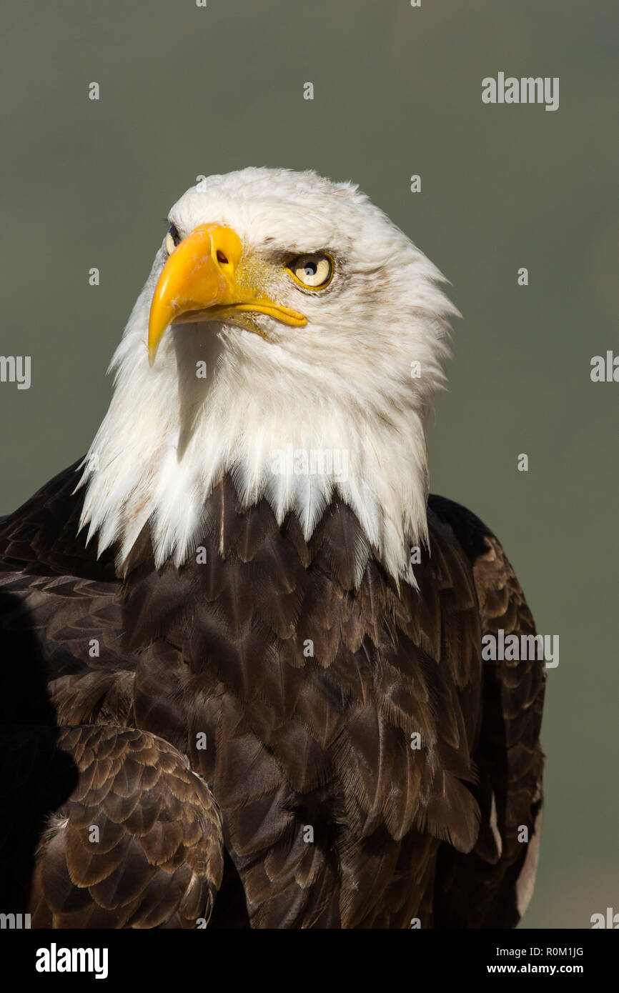 The bald eagle is the national bird of the United States of America ...