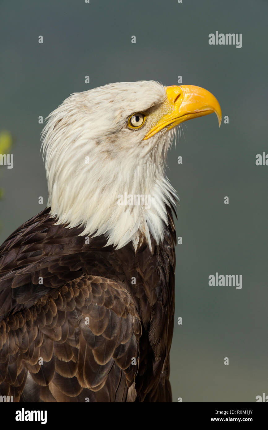 The bald eagle is the national bird of the United States of America ...