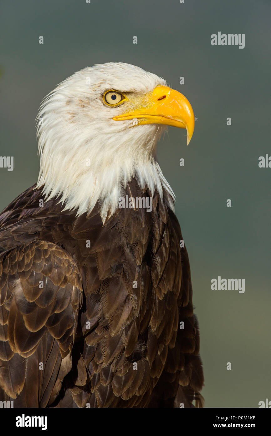 The bald eagle is the national bird of the United States of America ...
