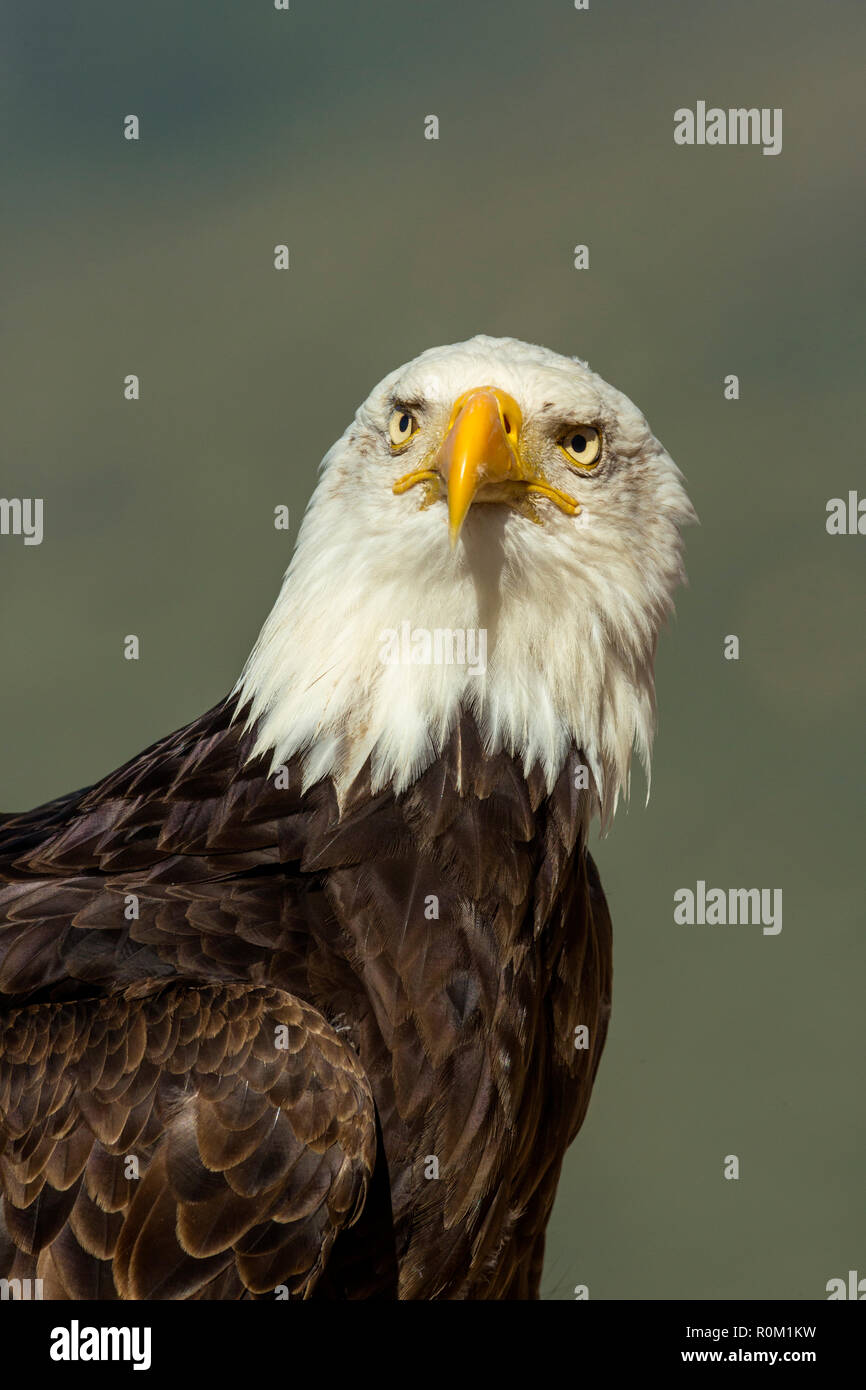 The bald eagle is the national bird of the United States of America ...