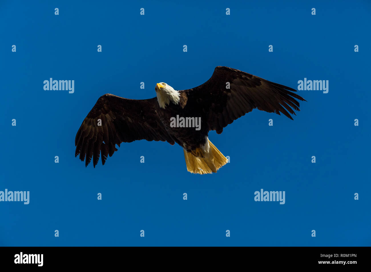 The bald eagle is the national bird of the United States of America ...