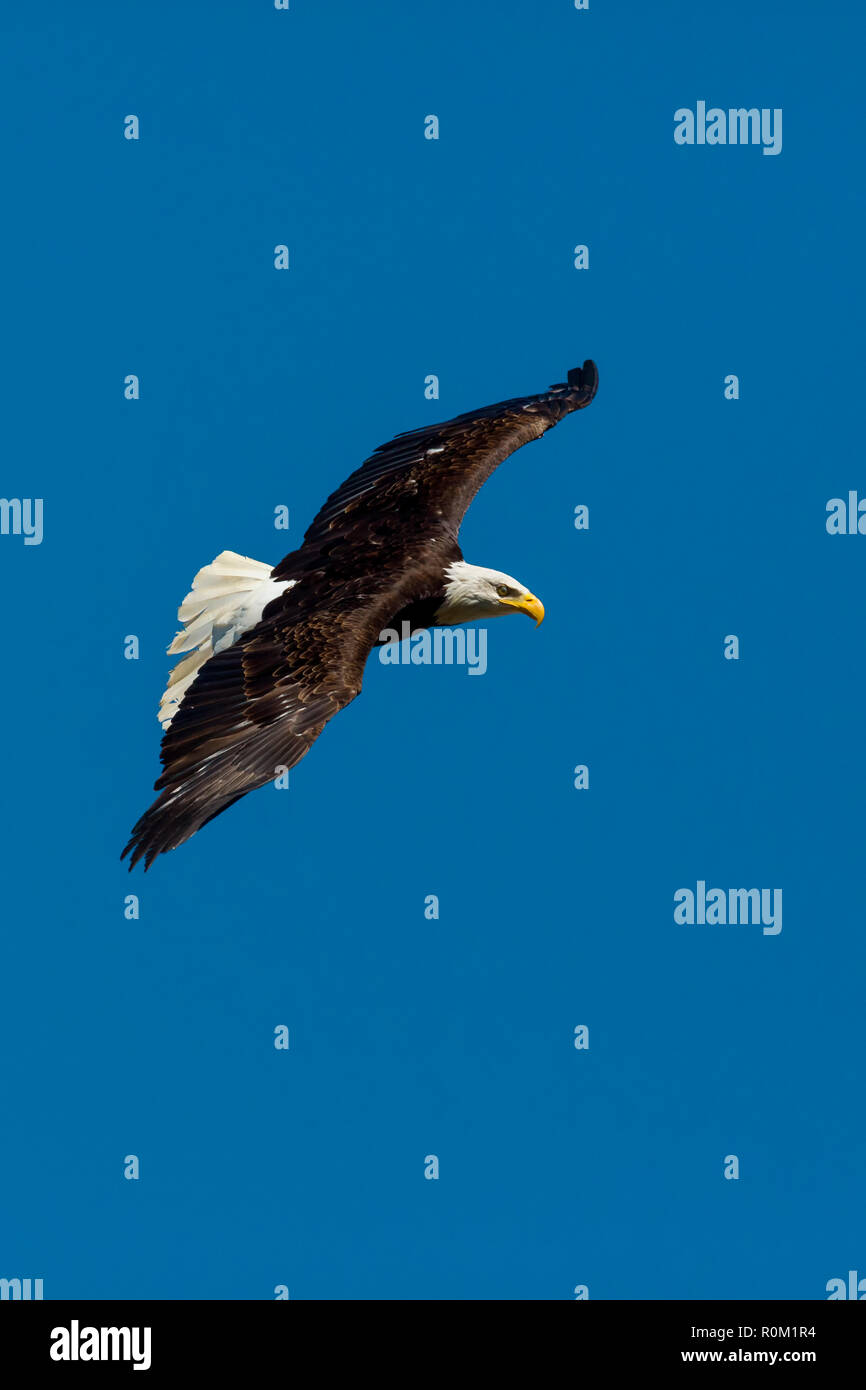 The bald eagle is the national bird of the United States of America ...