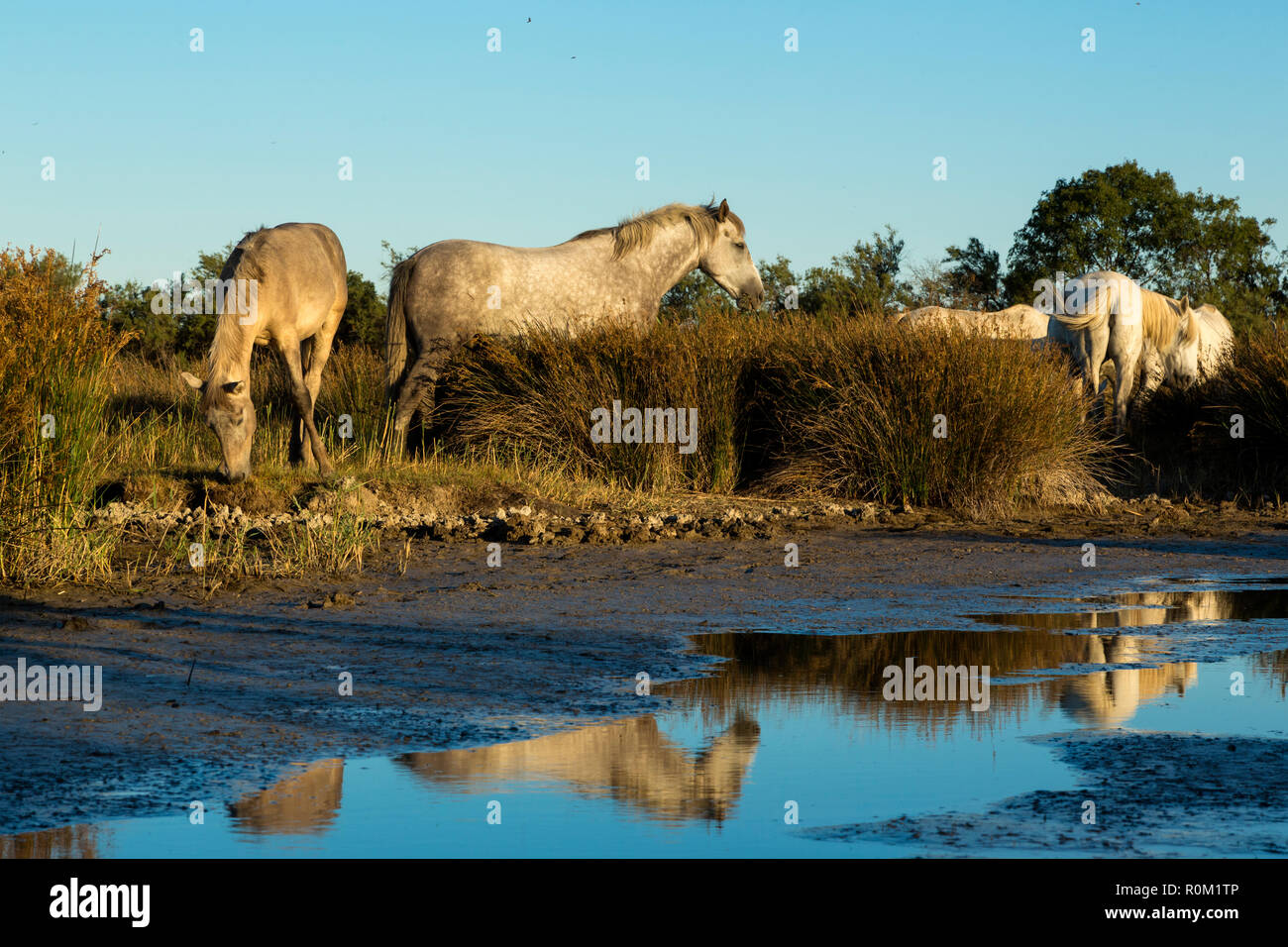 Camargue horses in the Camargue wetlands Stock Photo - Alamy