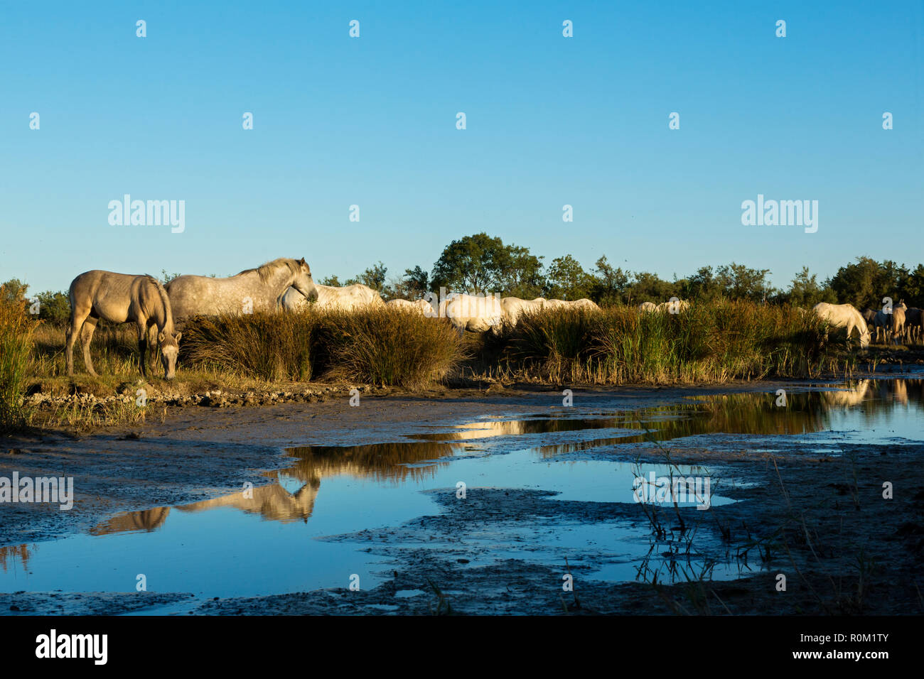 Camargue horses in the Camargue wetlands Stock Photo - Alamy