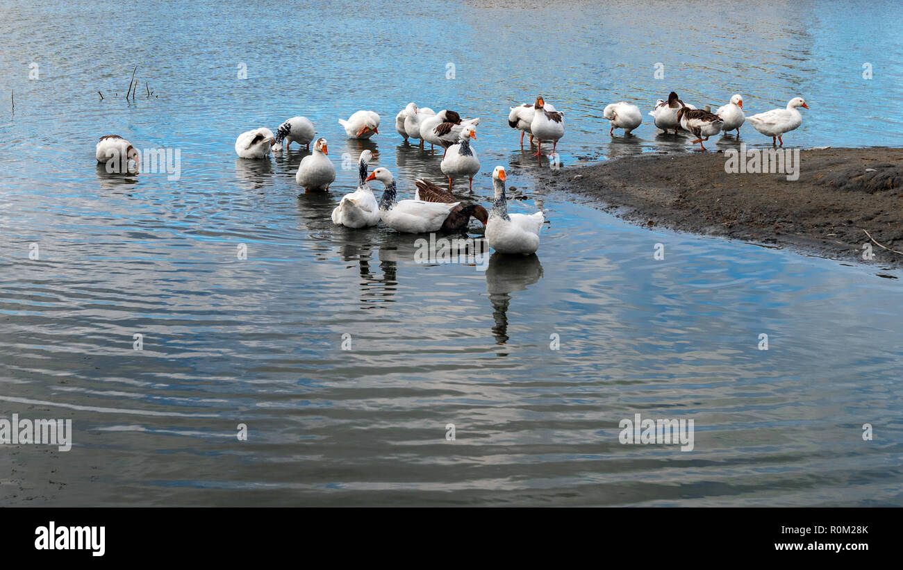 Gray geese swimming hi-res stock photography and images - Alamy