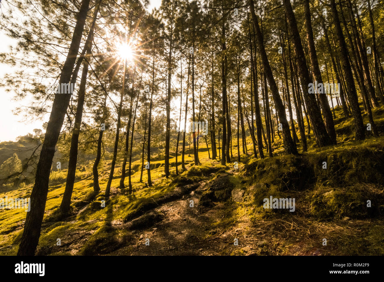 Pines Tree Forest in Bageswar, Uttrakhand, India Stock Photo - Alamy
