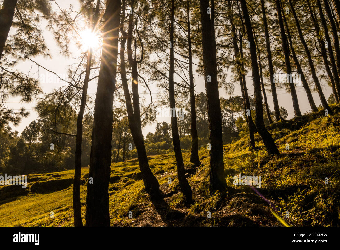 Sunburst in pines tree hi-res stock photography and images - Alamy